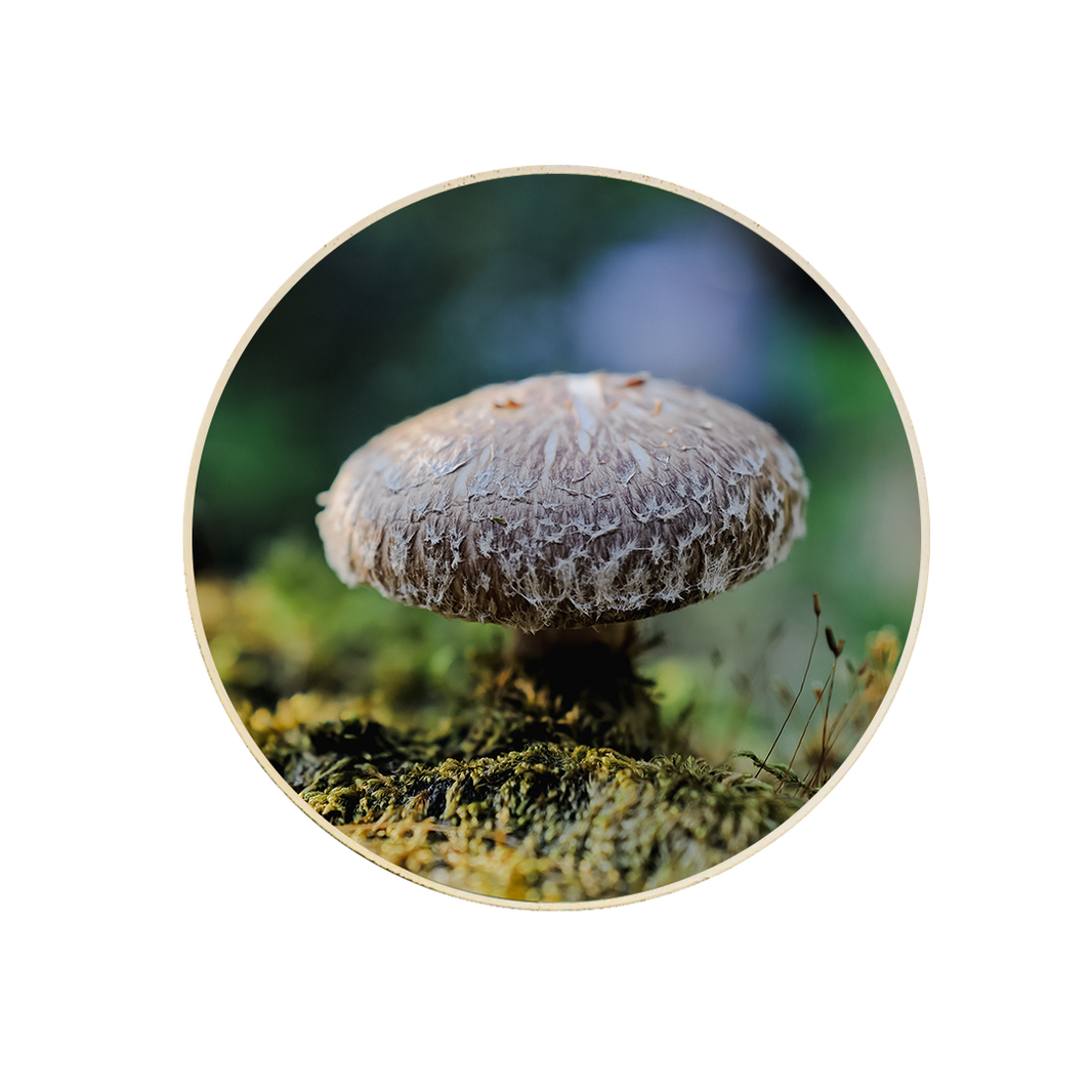 Reishi Hongo - 60 Cap - Hongo del Bienestar- Karunlife